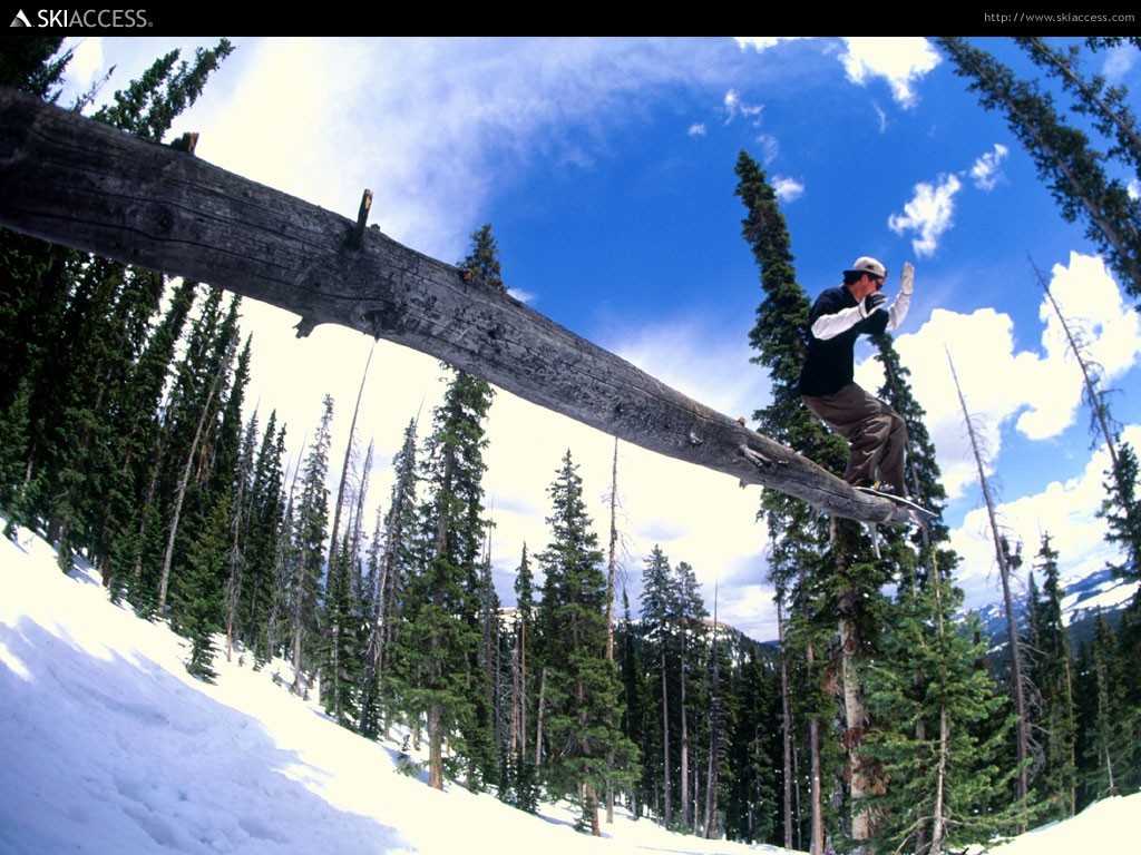 skateboard snowboard freebord longboard: Snowboard