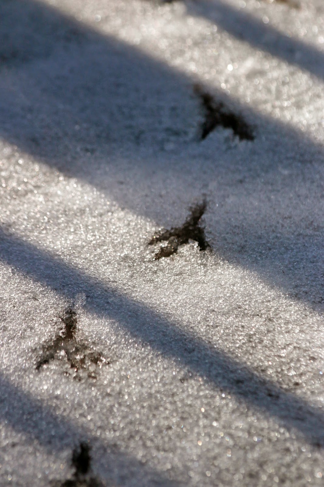 Room Without Walls: Melting Crows Feet