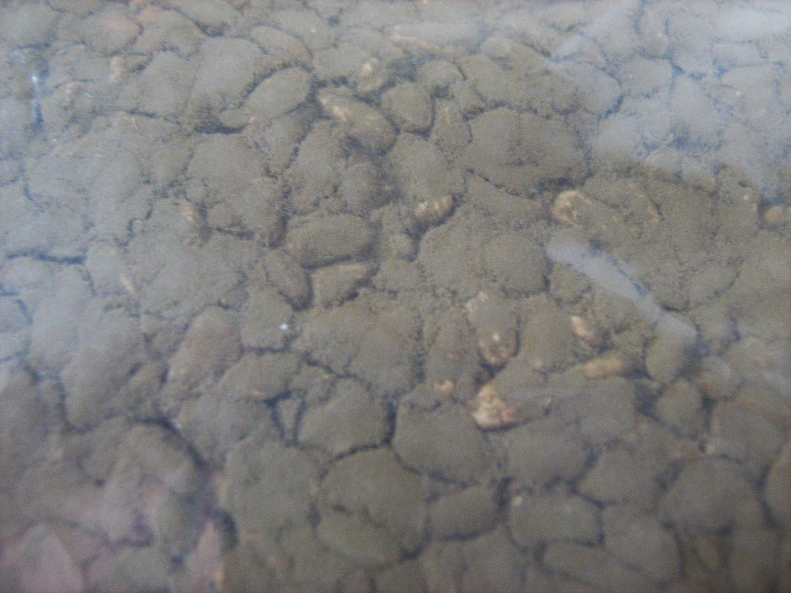 Sake Saru's Guide to Home Brew Sake.: Arrival of my Tane-Koji Grains ...