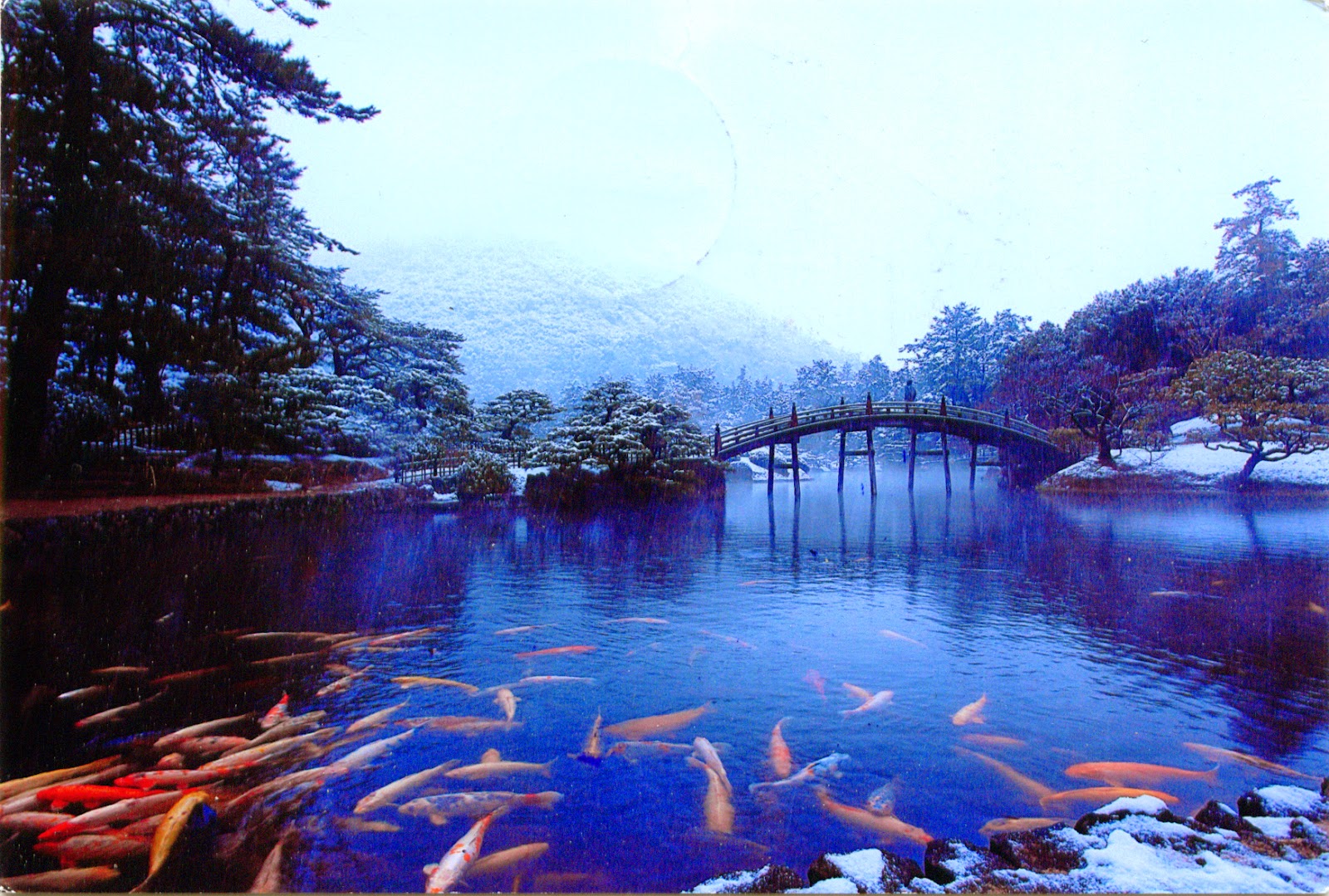 WORLD, COME TO MY HOME!: 1467 JAPAN (Shikoku) - Koi in Ritsurin Garden