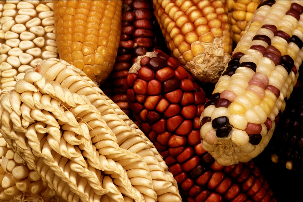 History of food: 5 interesting facts about Maize