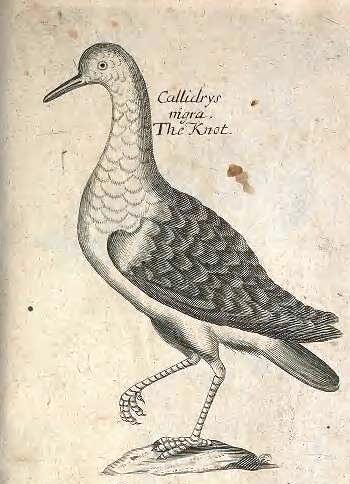 HISTORIAS ZOOLOGICAS: PLAYERO ROJIZO (Calidris canutus): EL AVE LUNAR