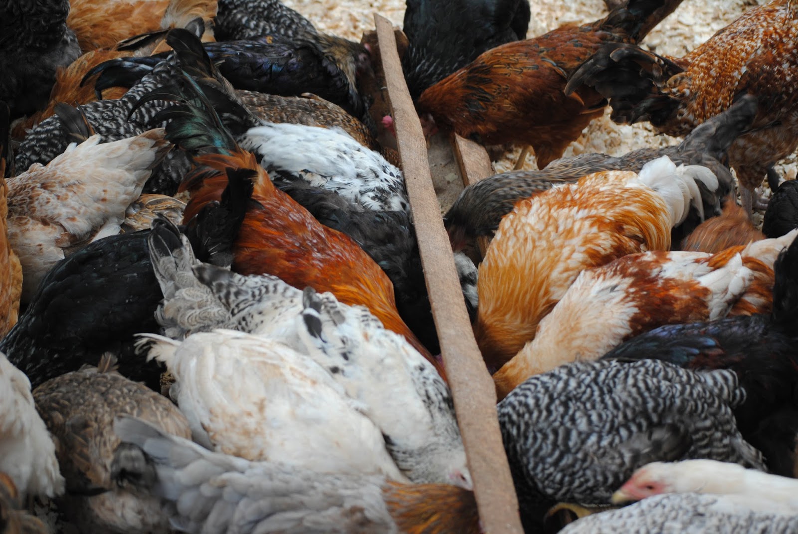 Jinsi ya kuboresha ufugaji wa kuku na kuongeza kipato | LIWALE BLOG ...