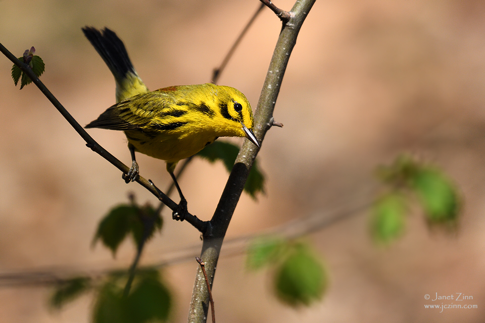 Prospect Park Bird Sightings & North Brooklyn Nature News: Fwd: pics ...