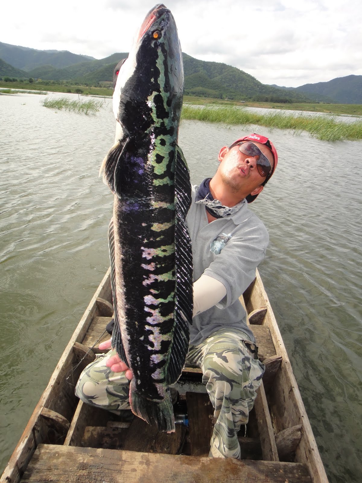 Thailand Giant Snakehead (Toman) And Wild Fishing.: Massive MAMA Toman ...