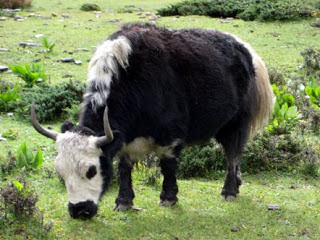 info animal: yak