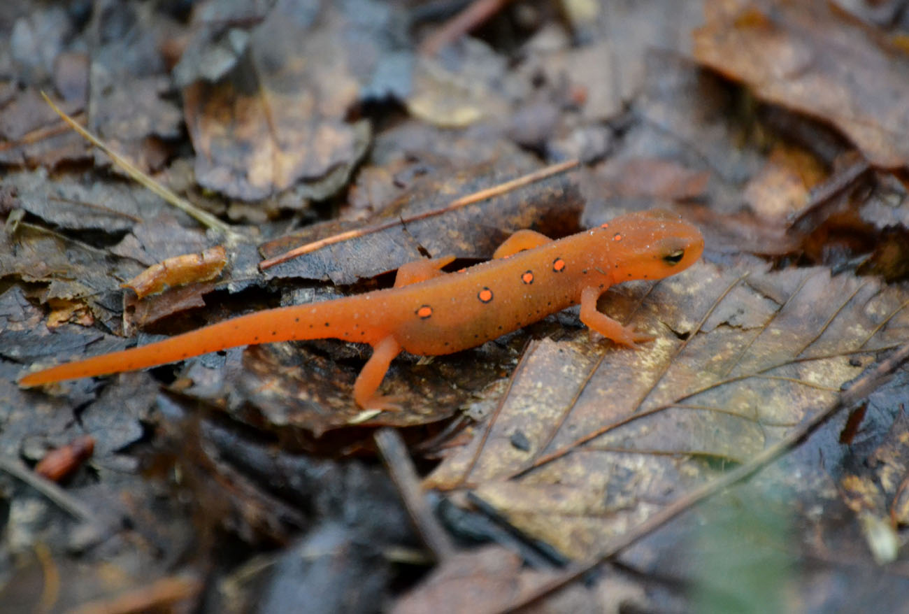 Woods Walks and Wildlife: Many Bright Creatures in Two Gray Days, Part ...