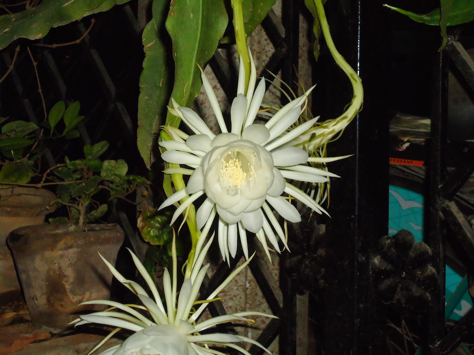 Elevenses: Brahma Kamalam!