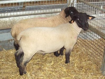 VENTA DE OVEJAS RAZA SUFFOLK ( FERROL) GALICIA: VENTA DE OVEJAS SUFFOLK ...