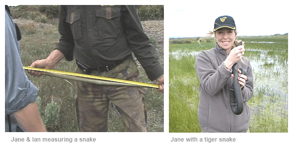 Reptile Research Tasmania