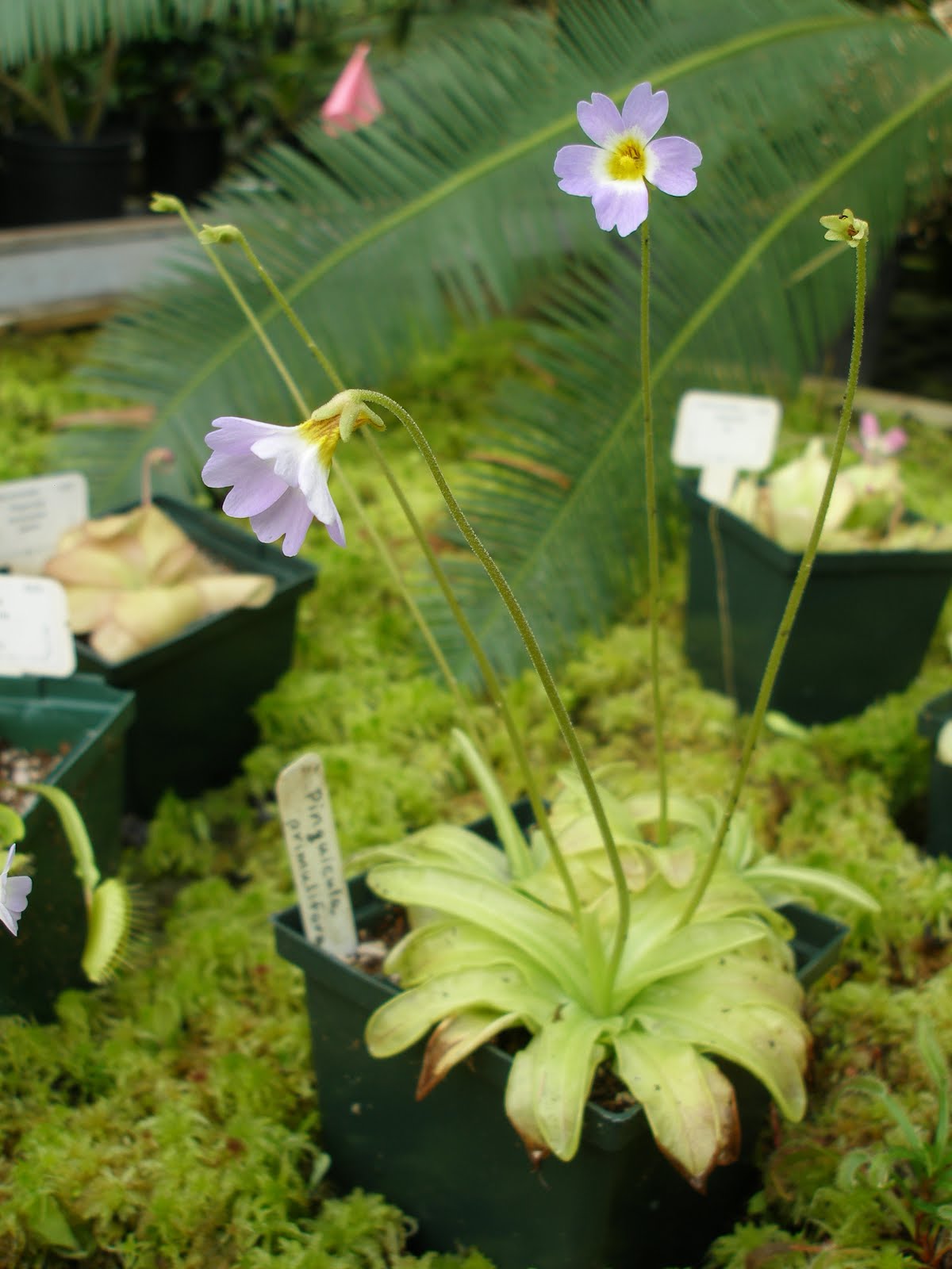 Plant of the Day: Plant of the day is: Pinguicula primuliflora or ...
