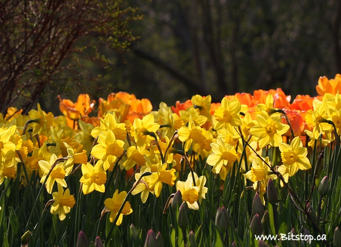 Bitstop: Spring in Bowring Park