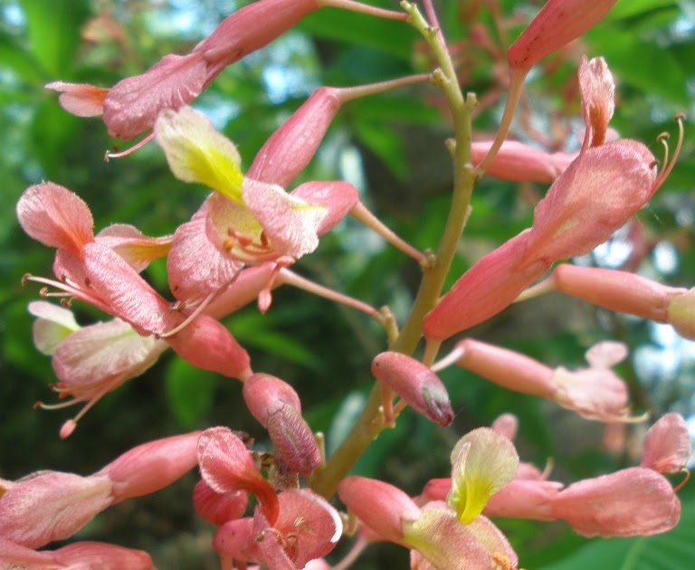 MARIETTE'S BACK TO BASICS: {Aesculus pavia -- Red Buckeye}