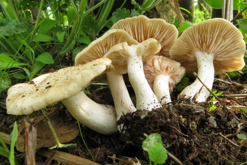 I Funghi dei Castelli Romani: Entoloma sepium