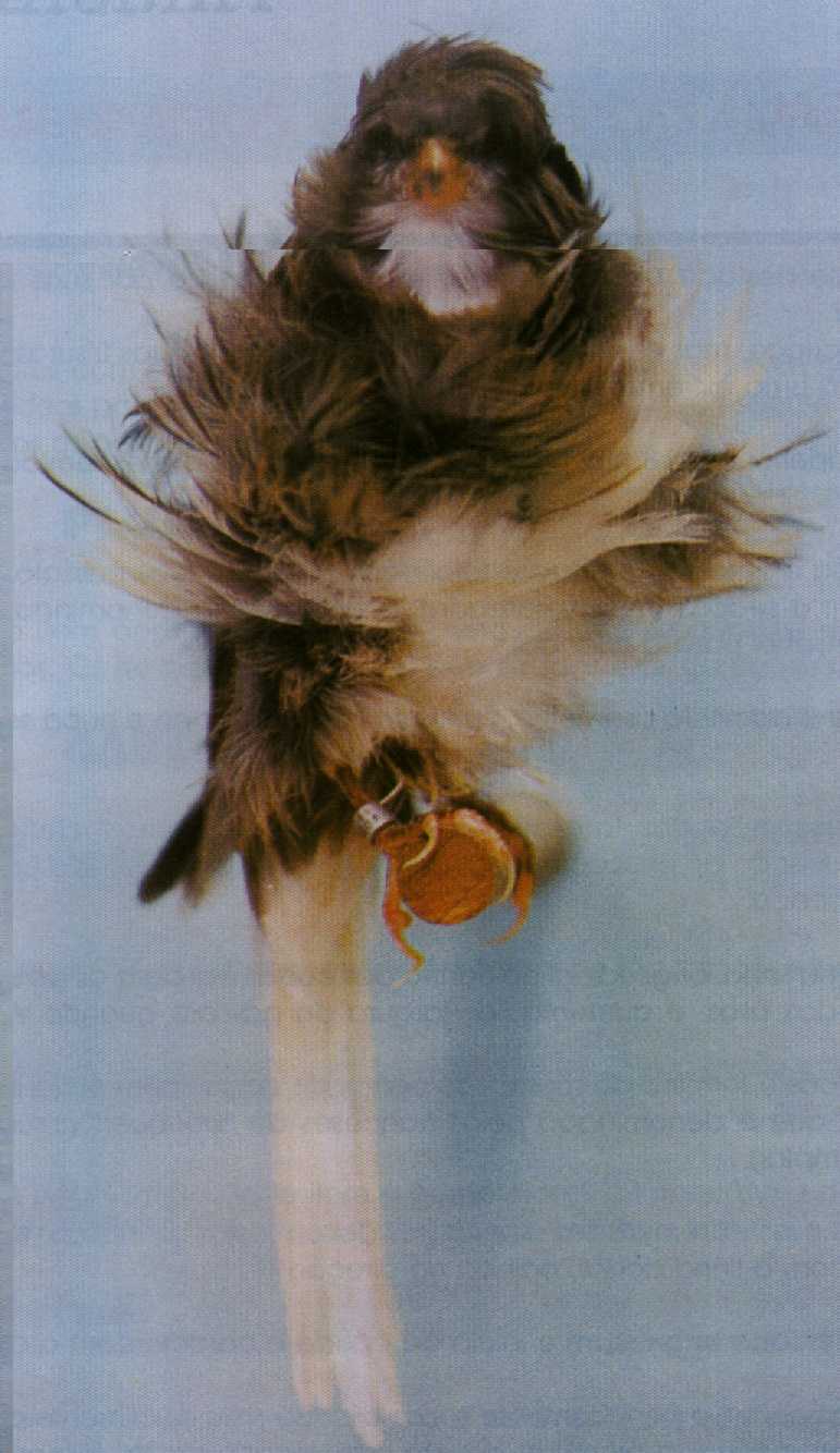 LOS CANARIOS DE POSTURA: Canarios Rizados (1)