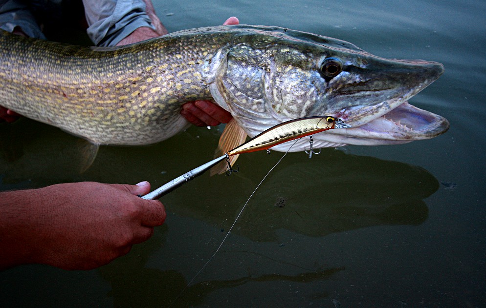 Fishing In Croatia (and in the neighbourhood): Monster pike long 107 cm ...