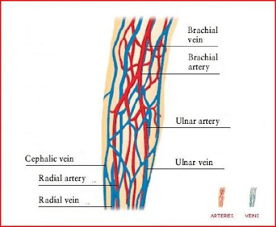 Body Anatomy: BLOOD VESSELS OF THE LOWER ARM