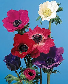 Hoogasian Flowers: Flowers A to Z - Anemone