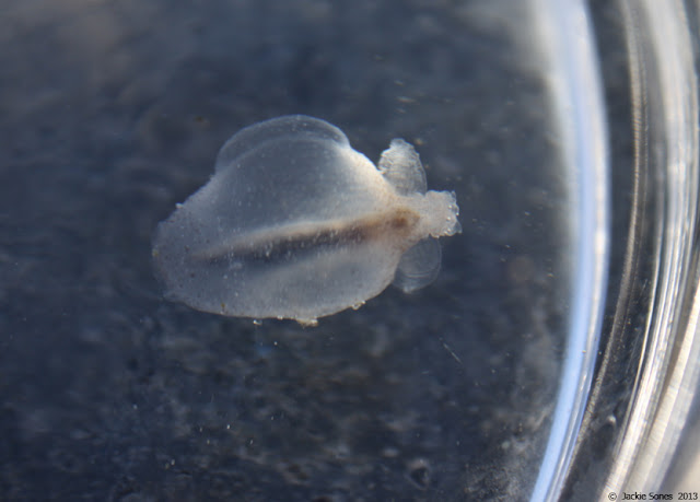 The Natural History of Bodega Head: Angel on the sand