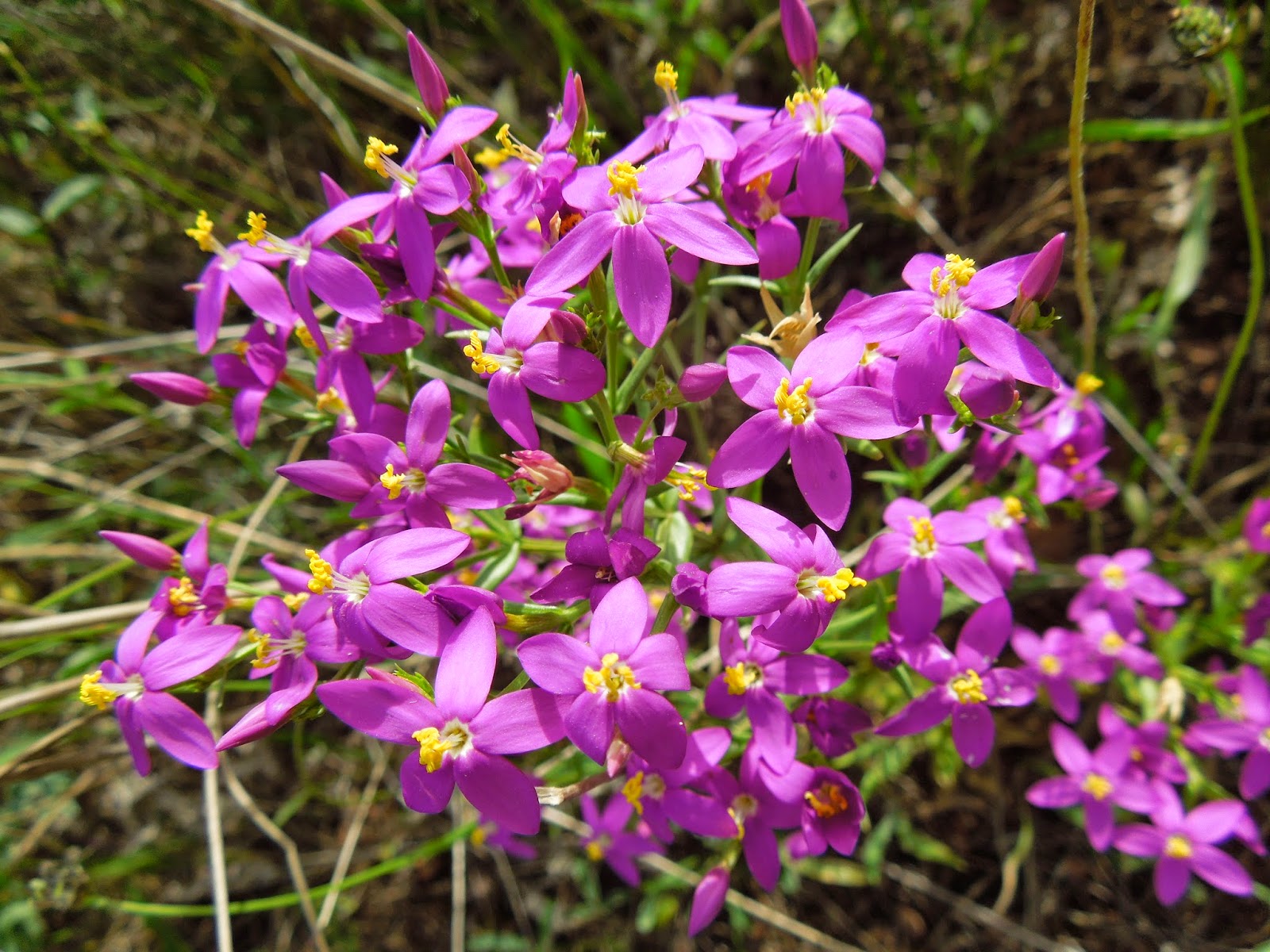 CENTAURA MENOR - BOTÀNIC SERRAT