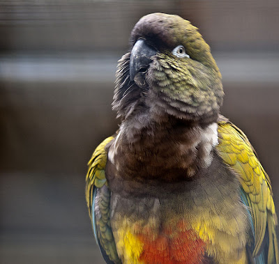 Birds: Burrowing Parakeet - Cyanoliseus patagonus