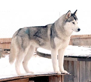 Perros Raza: Siberiano (Husky Siberiano)