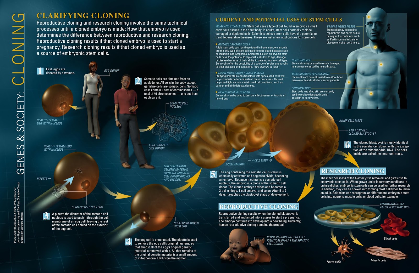 An infograph all about cloning