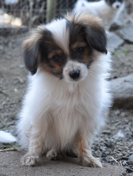 Road's End Papillons : 9 Week old Phalene Puppies (Papillon Ears down)