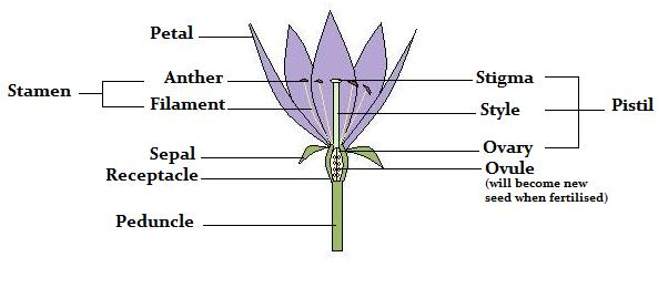 A Botany Blog for Beginners: Flower anatomy
