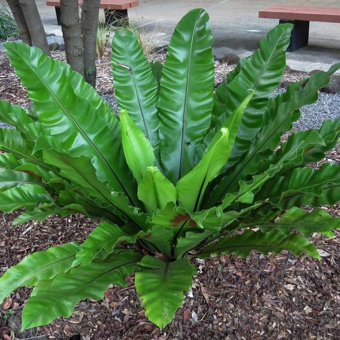 Inilah Dia 5 Jenis Tanaman Kadaka!