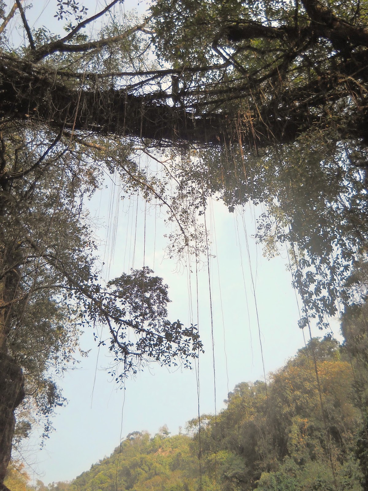 evenfewergoats: The Undiscovered Living Root Bridges of Meghalaya Part ...