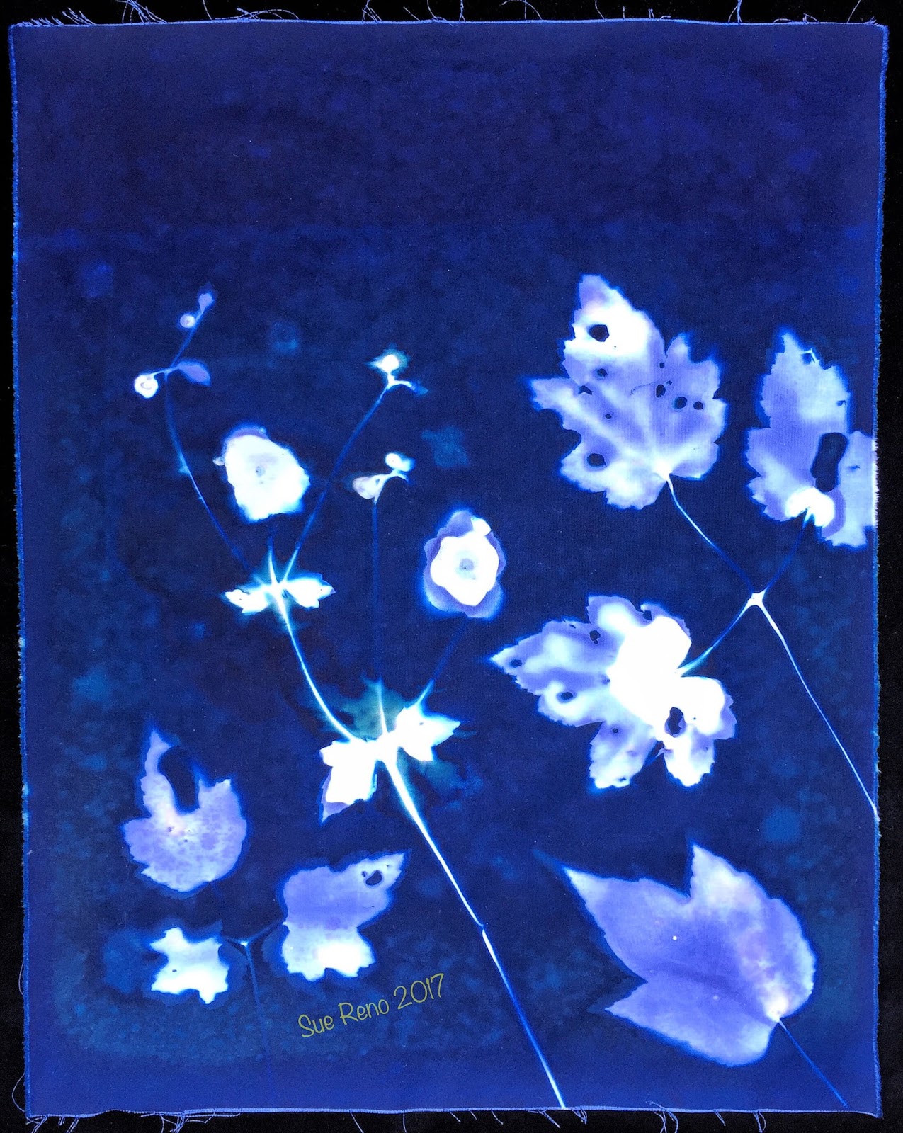 Sue Reno Studio: Experiments in wet cyanotype - part 8