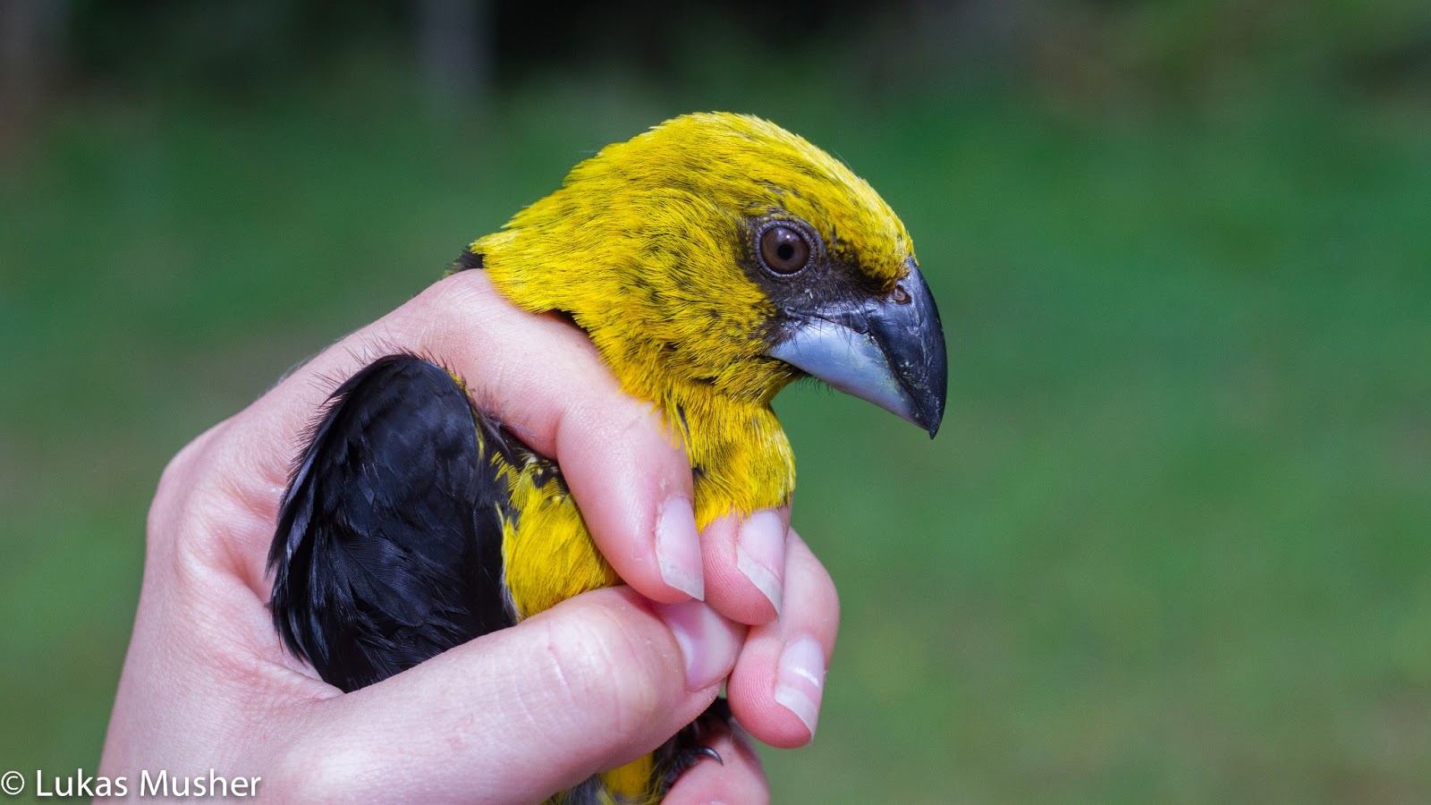 Boom Chachalaca: Costa Rica: The Talamanca Highlands