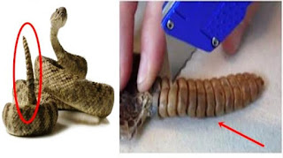 WHAT'S INSIDE A RATTLESNAKE RATTLE? - Fashion Blogs