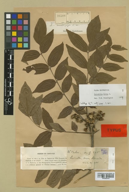 Jacques Huber and the Amazonian Botany: Plant collections