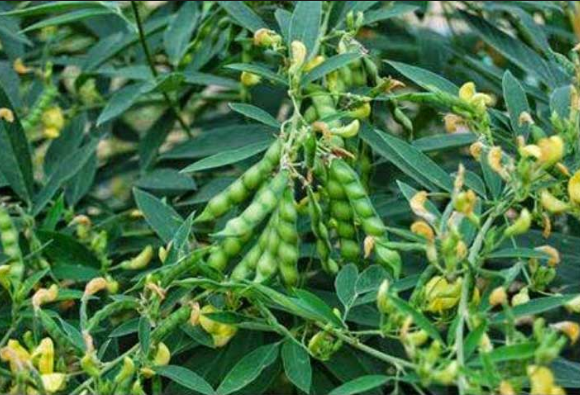 Ayurveda Home and Remedies with Nature: मटर की खेती करने का तरीका ...