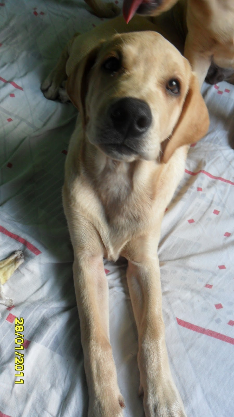 ADRIANA: meus Labradores com 3 meses e 23 dias