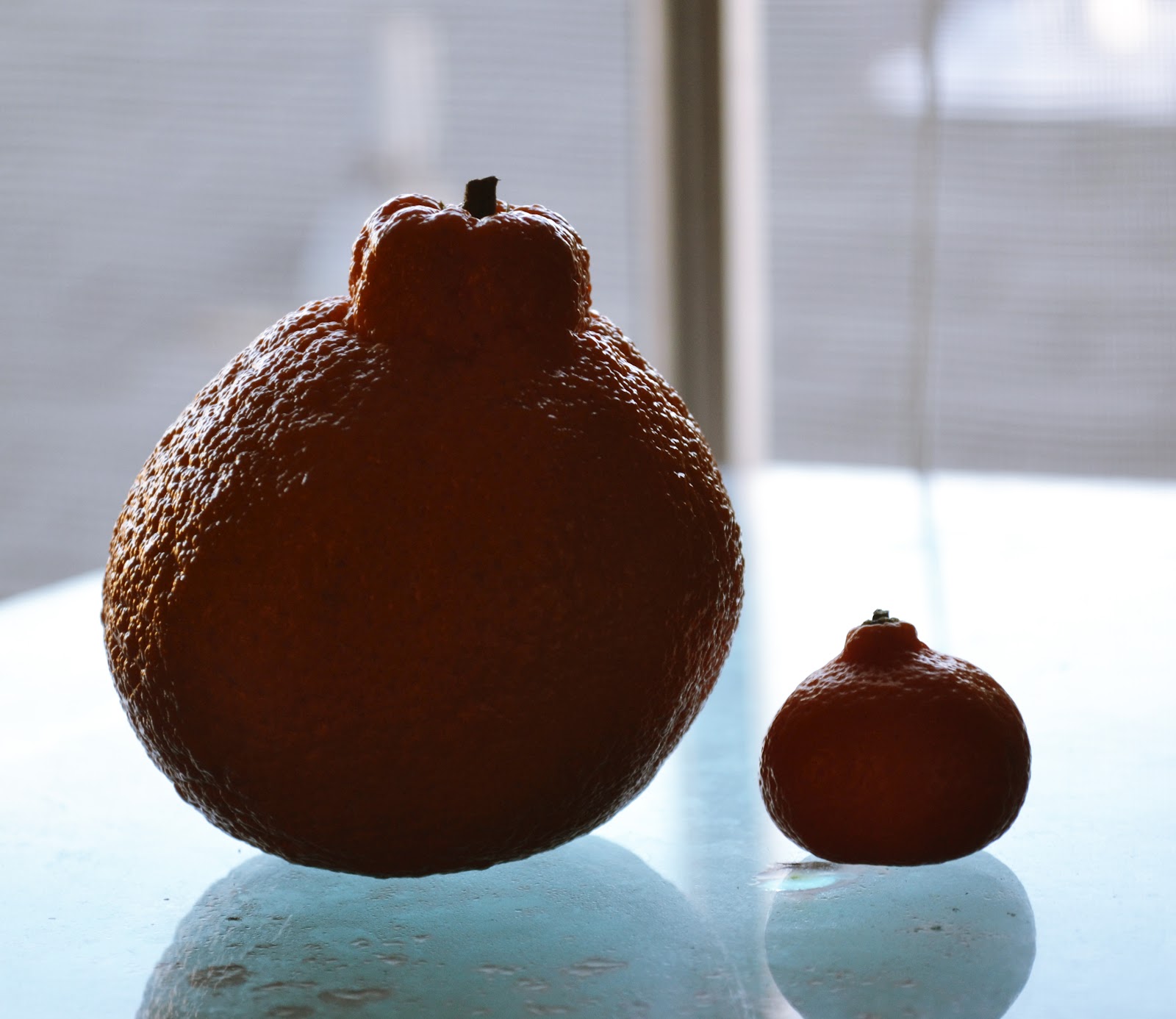 The Art of Erin Smith: Kyushu Oranges and Sumo Oranges
