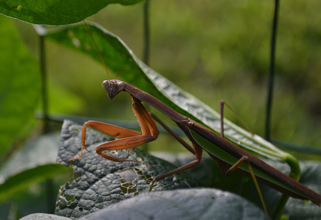 Woods Walks and Wildlife: August 2011
