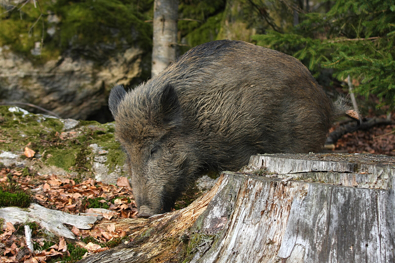 fotoVidmar: Divja svinja - iskanje hrane