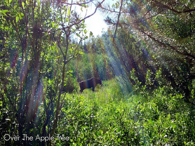 Over The Apple Tree: Family Camping 2016