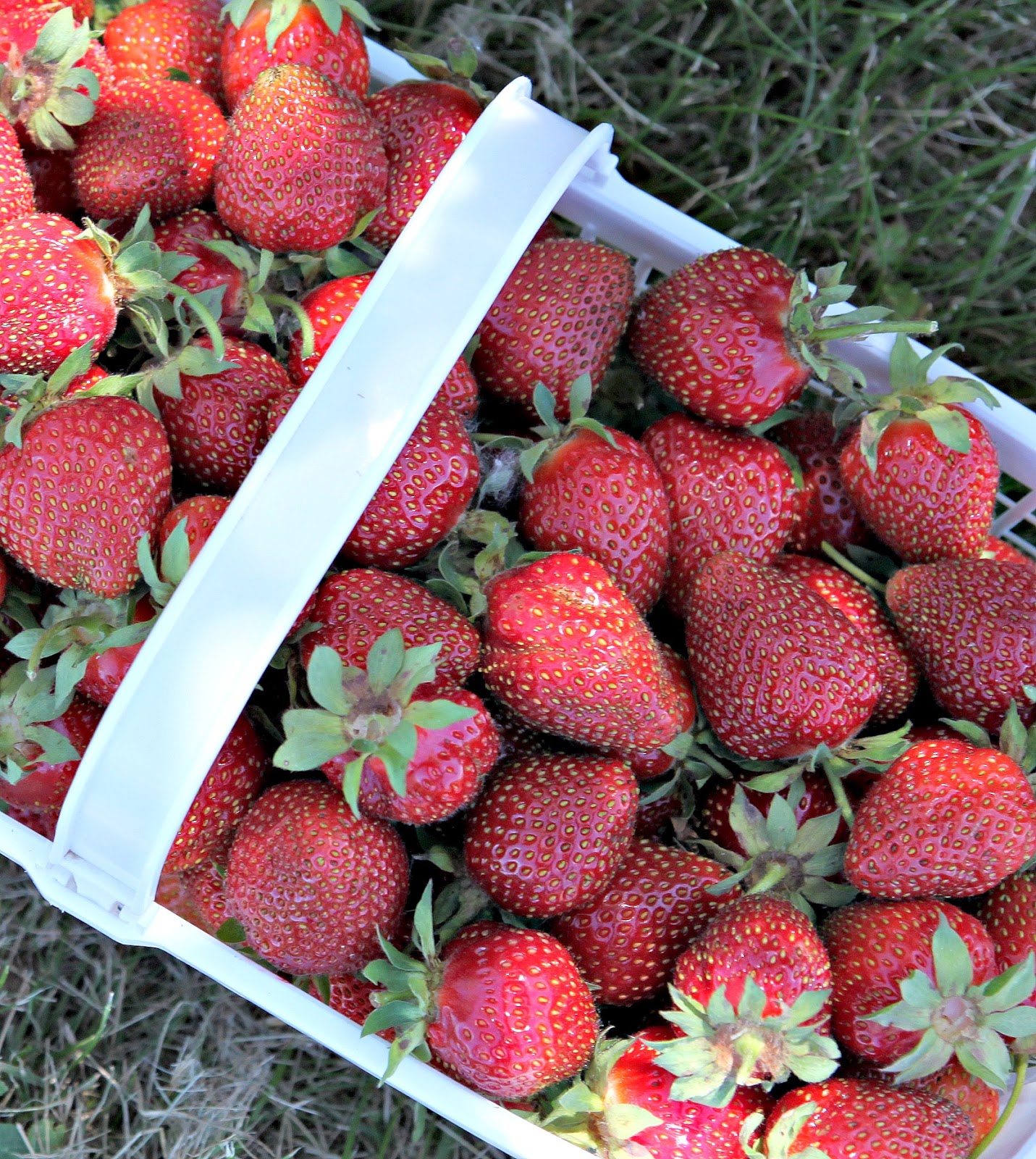 A Trip to the Strawberry Patch: 2013 - The Cottage Mama