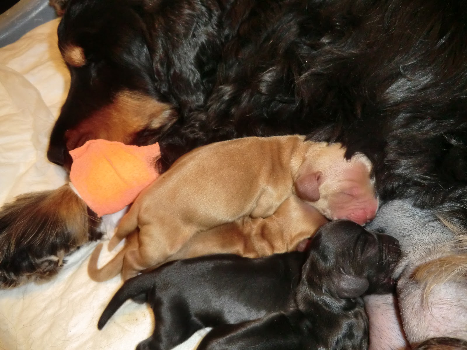 NUNCAJAMAS COCKER: LACTANCIA CANINA