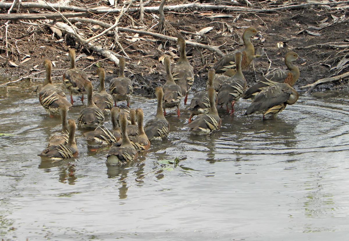 Sailing Aussie coast: Darwin - In and around Darwin