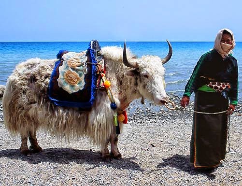 YAK photos - wallpapers | the fun bank