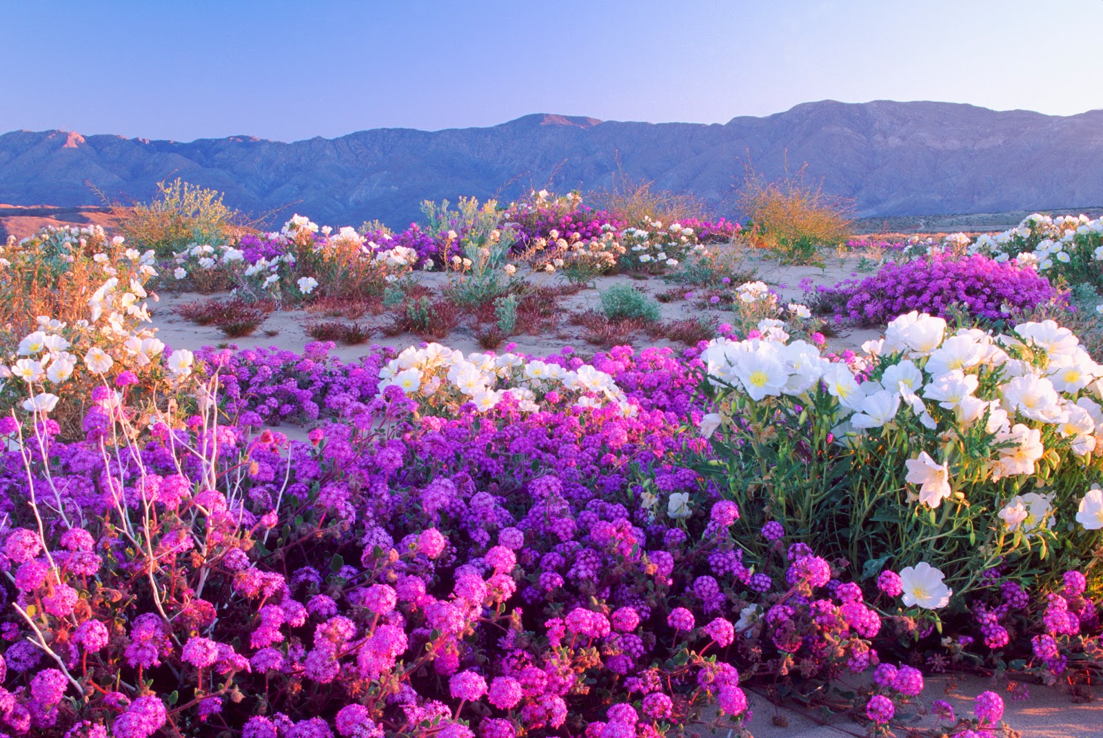 California's Wildflower Super Bloom | Earth Blog