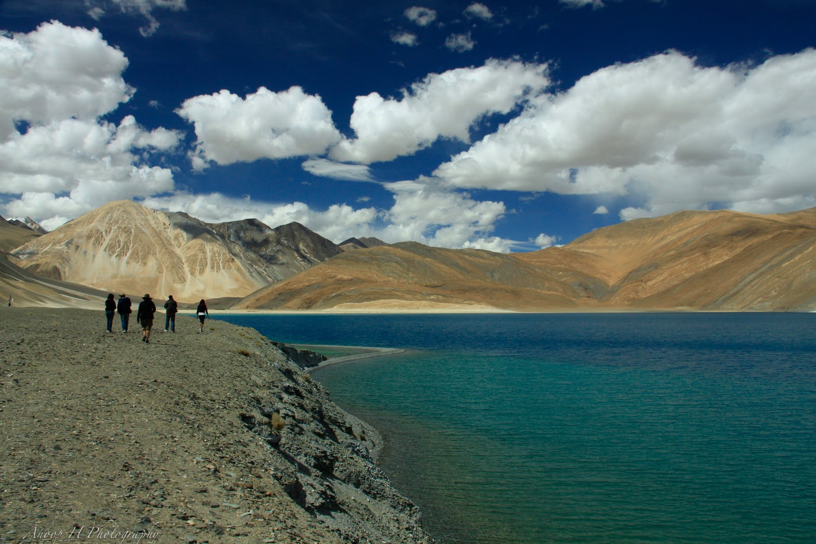 Soaring Seagull: Pangong Tso