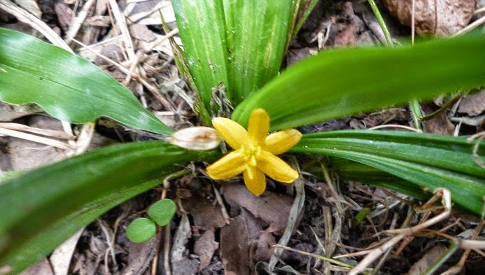 Golden eye-grass-Curculigo -Bin Thal | SL Flora