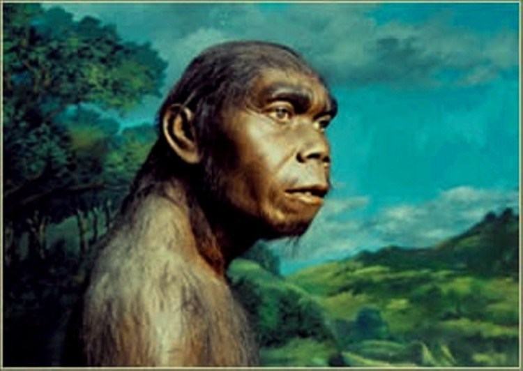 Manusia Purba di Indonesia dan di Dunia - Belajar Membuat Blogg di ...