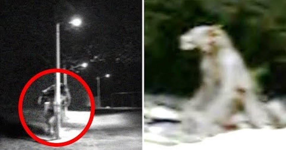 The Fortean Slip: The Real Life American Dogman | Sightings & Encounters The Fortean Slip: The Real Life American Dogman | Sightings & Encounters